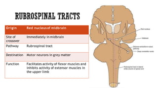Spinal_cord_Tracts.pptx
