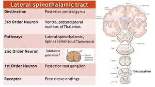 Spinal_cord_Tracts.pptx
