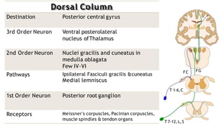 Spinal_cord_Tracts.pptx