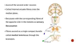 Spinal_cord_Tracts.pptx