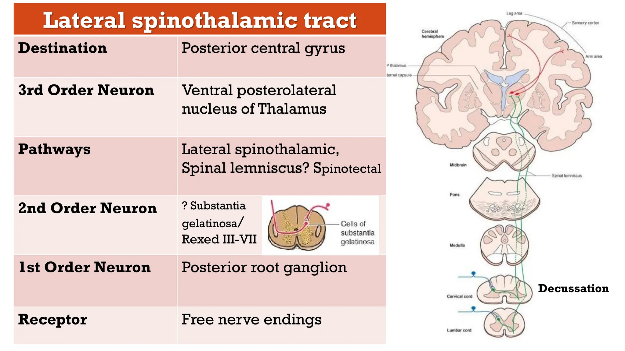 SPINAL CORD TRACTS for students and health care workers | PDF