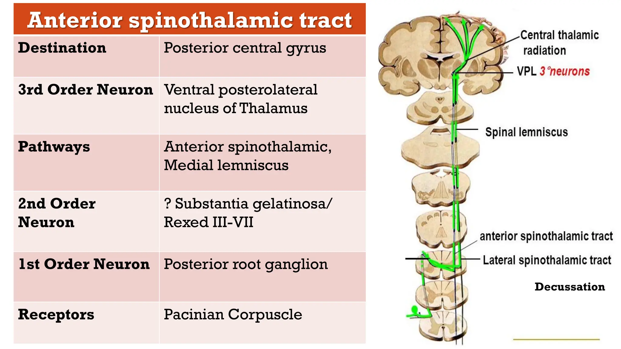 SPINAL CORD TRACTS for students and health care workers | PDF