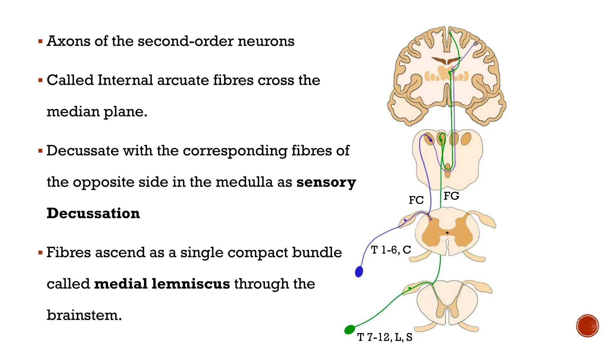 SPINAL CORD TRACTS for students and health care workers | PDF