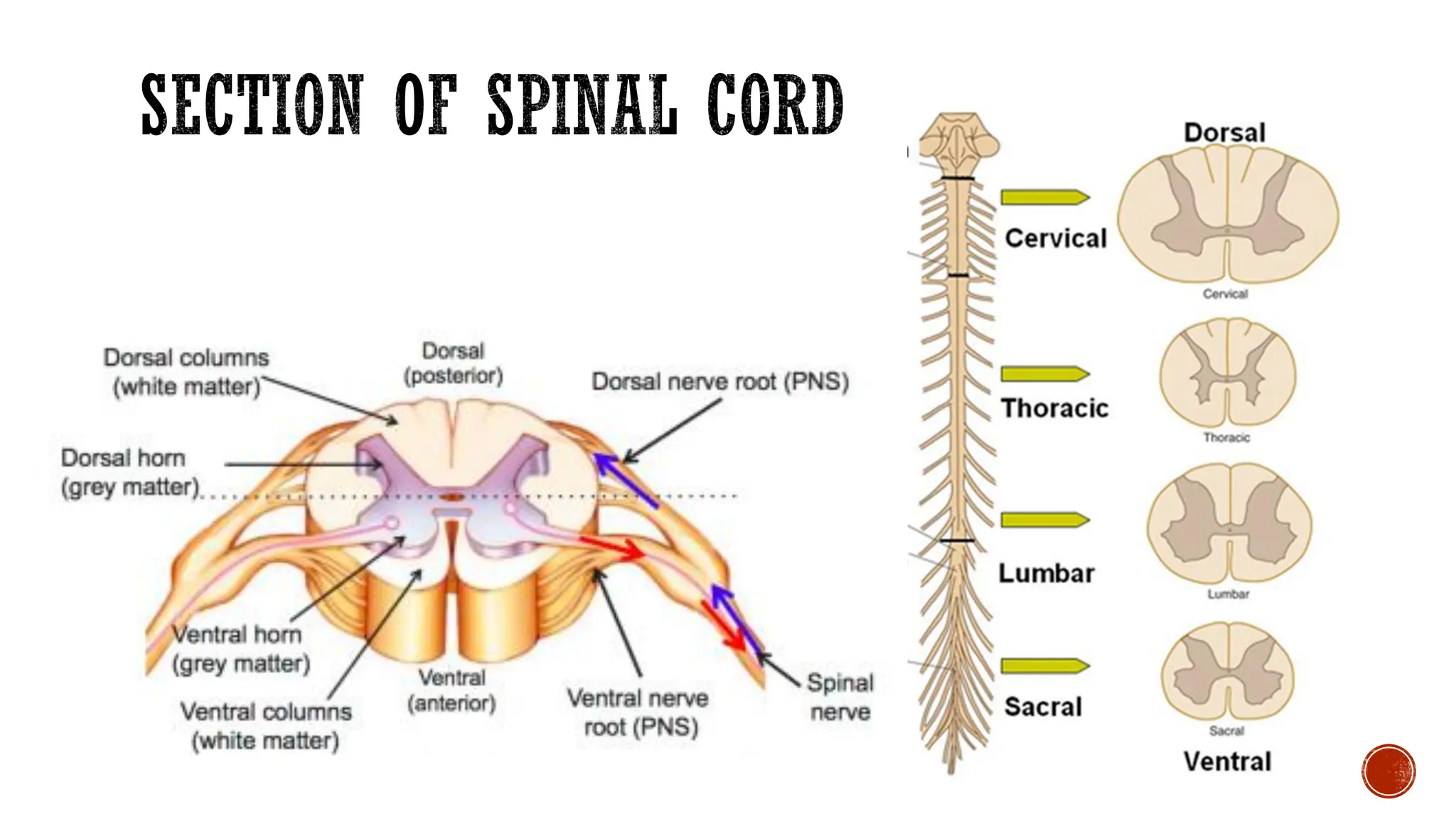 SPINAL CORD TRACTS for students and health care workers | PDF