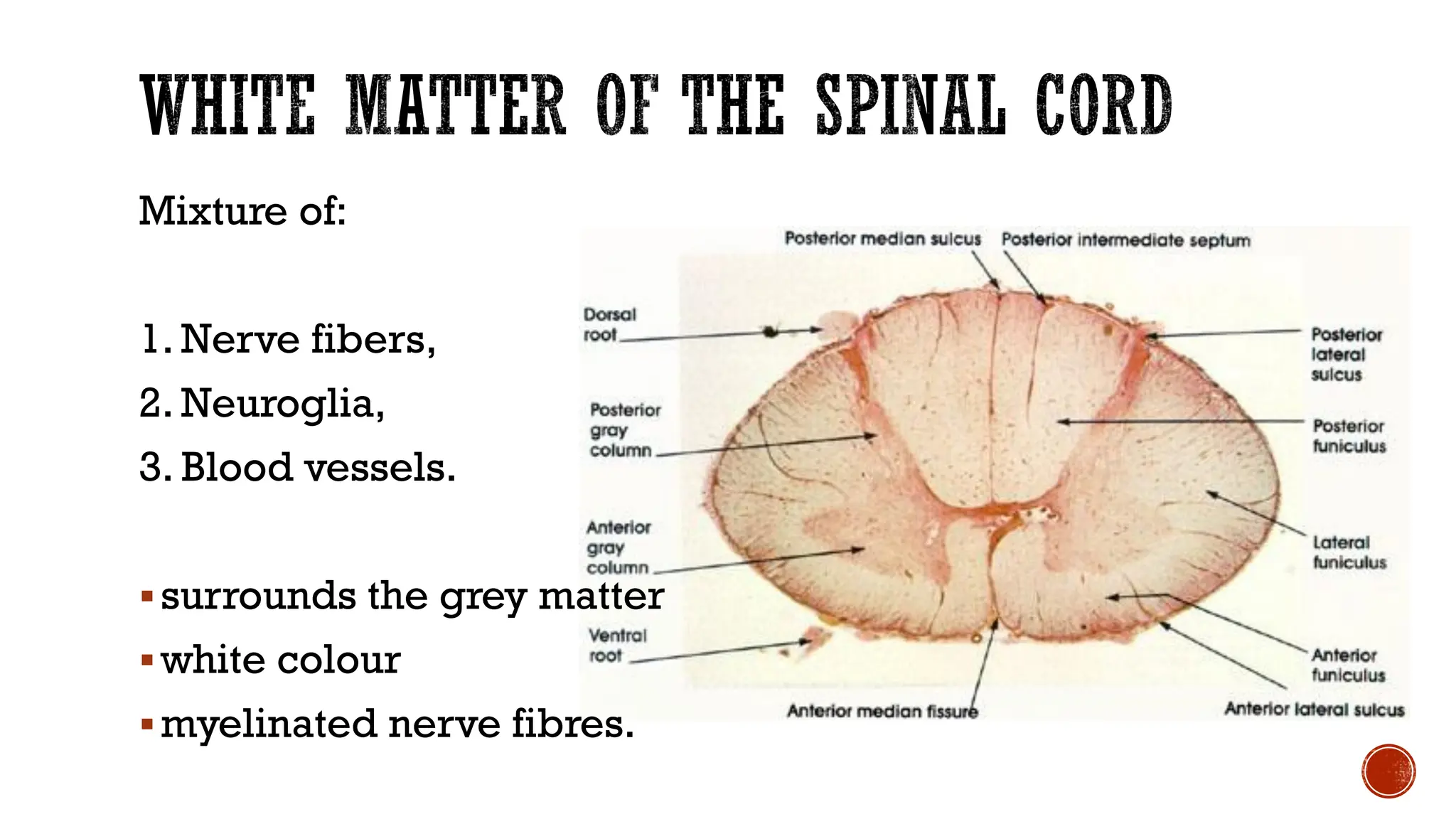 SPINAL CORD TRACTS for students and health care workers | PDF