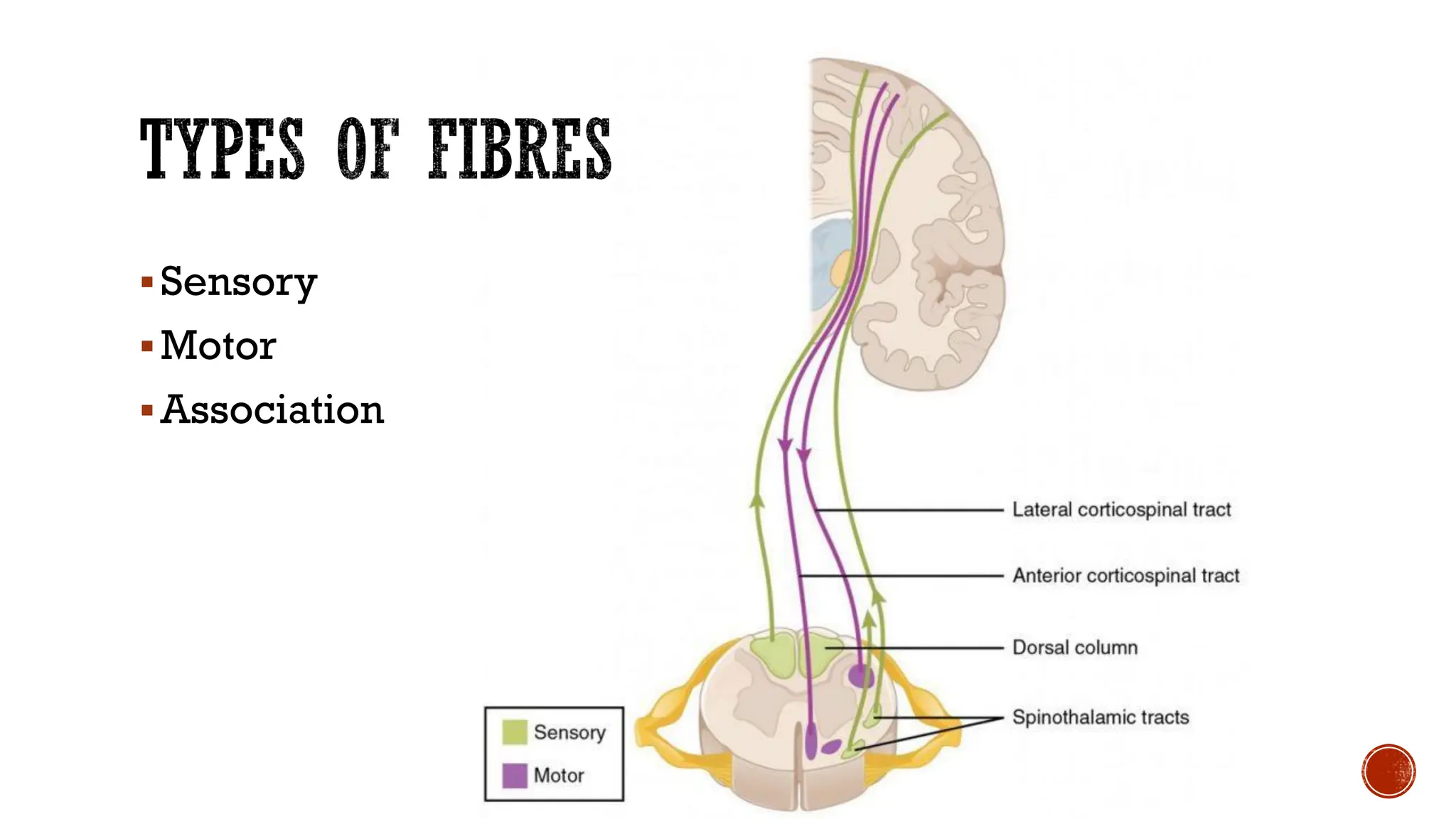 SPINAL CORD TRACTS for students and health care workers | PDF