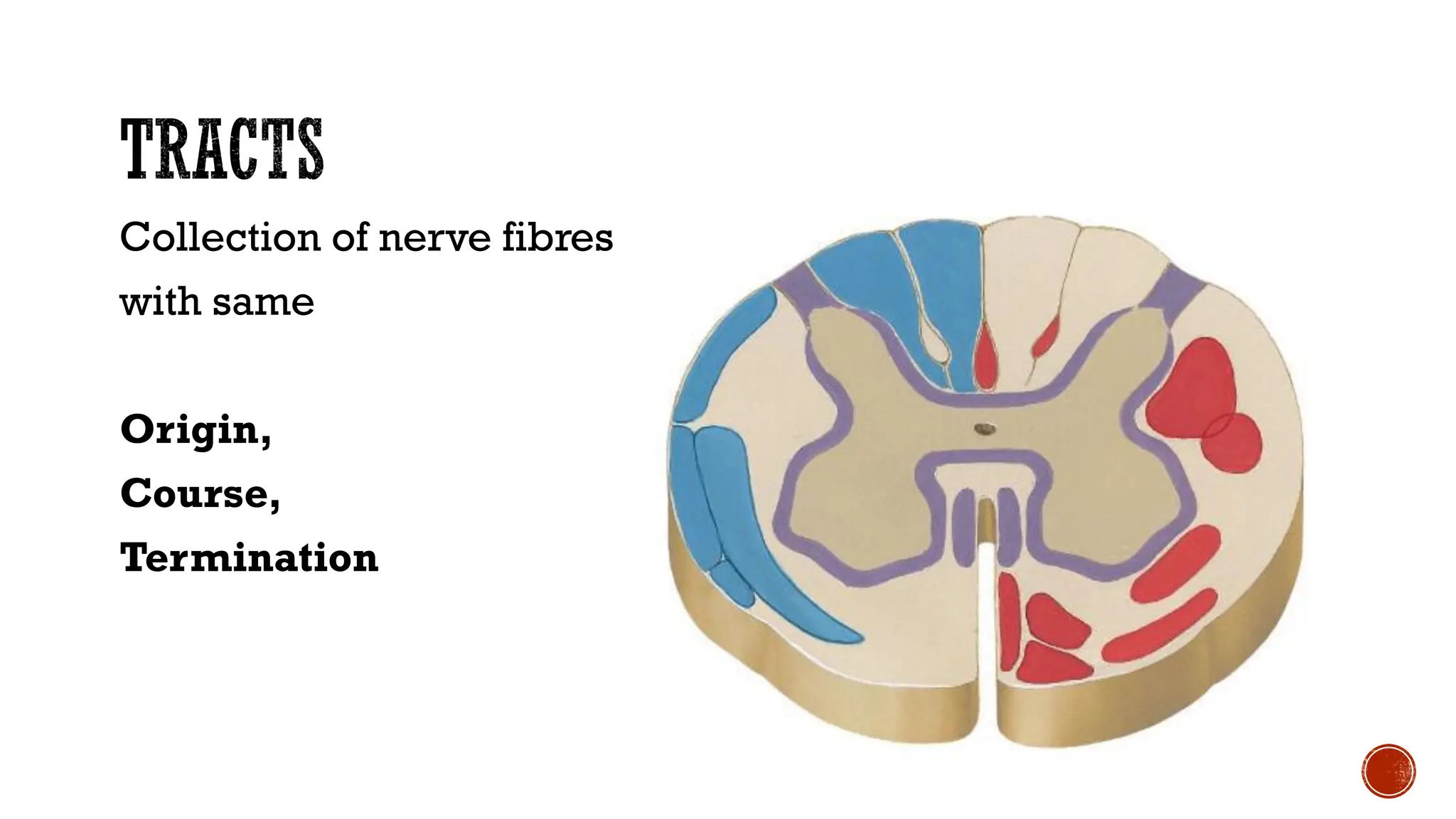 SPINAL CORD TRACTS for students and health care workers | PDF