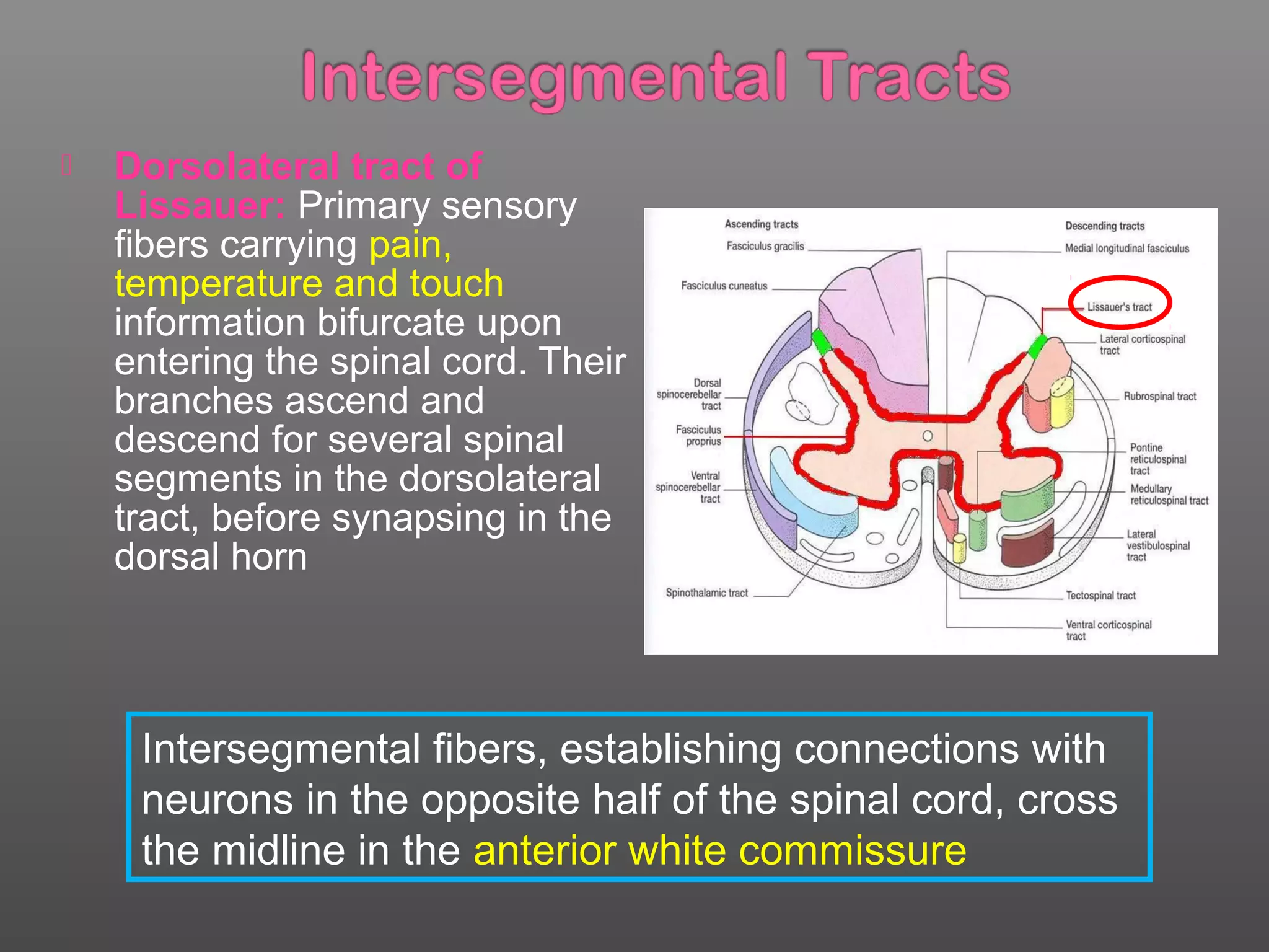 Spinal cord tracts | PPT