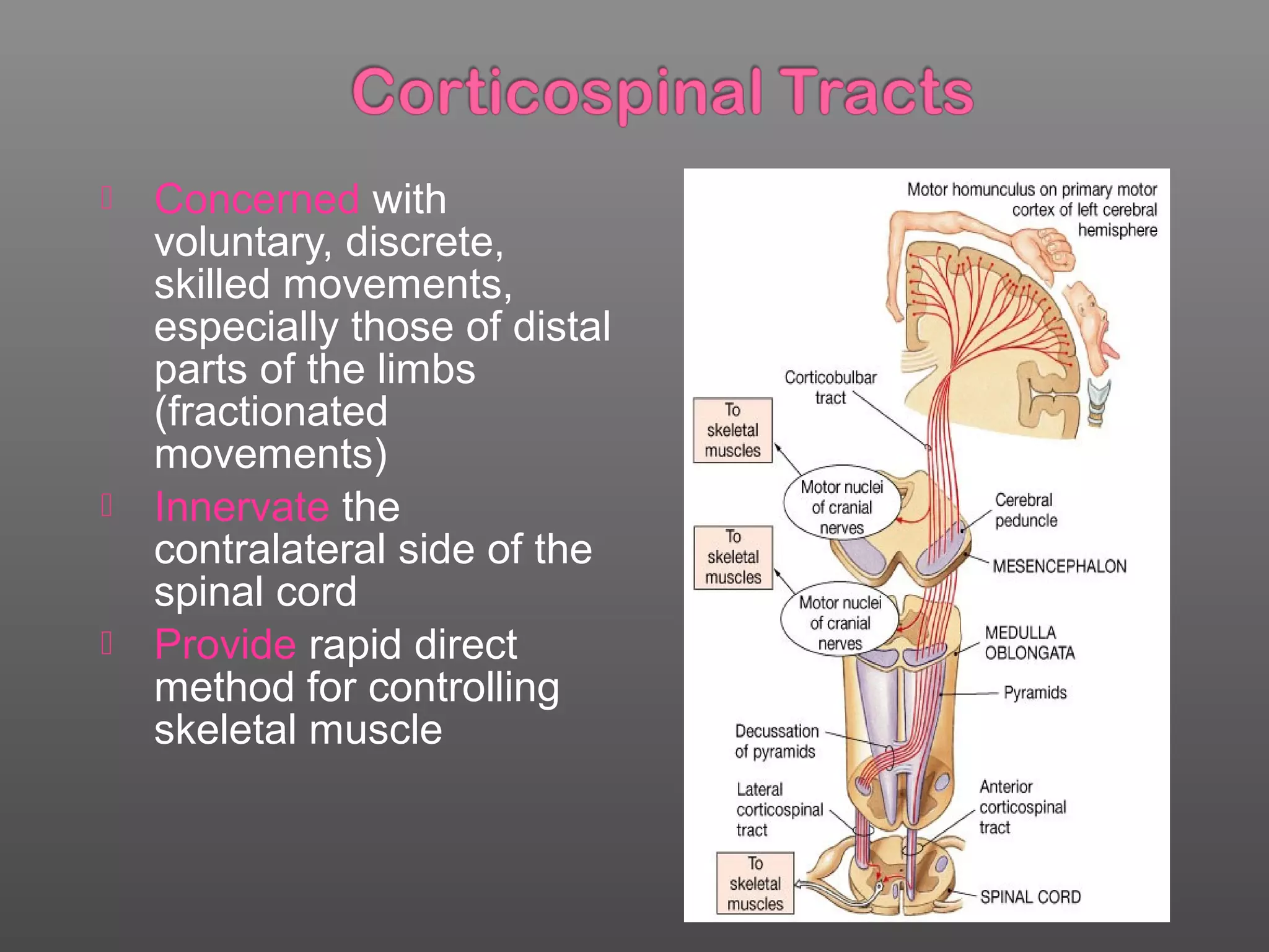 Spinal cord tracts | PPT