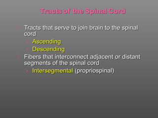 Spinal cord tracts | PPT