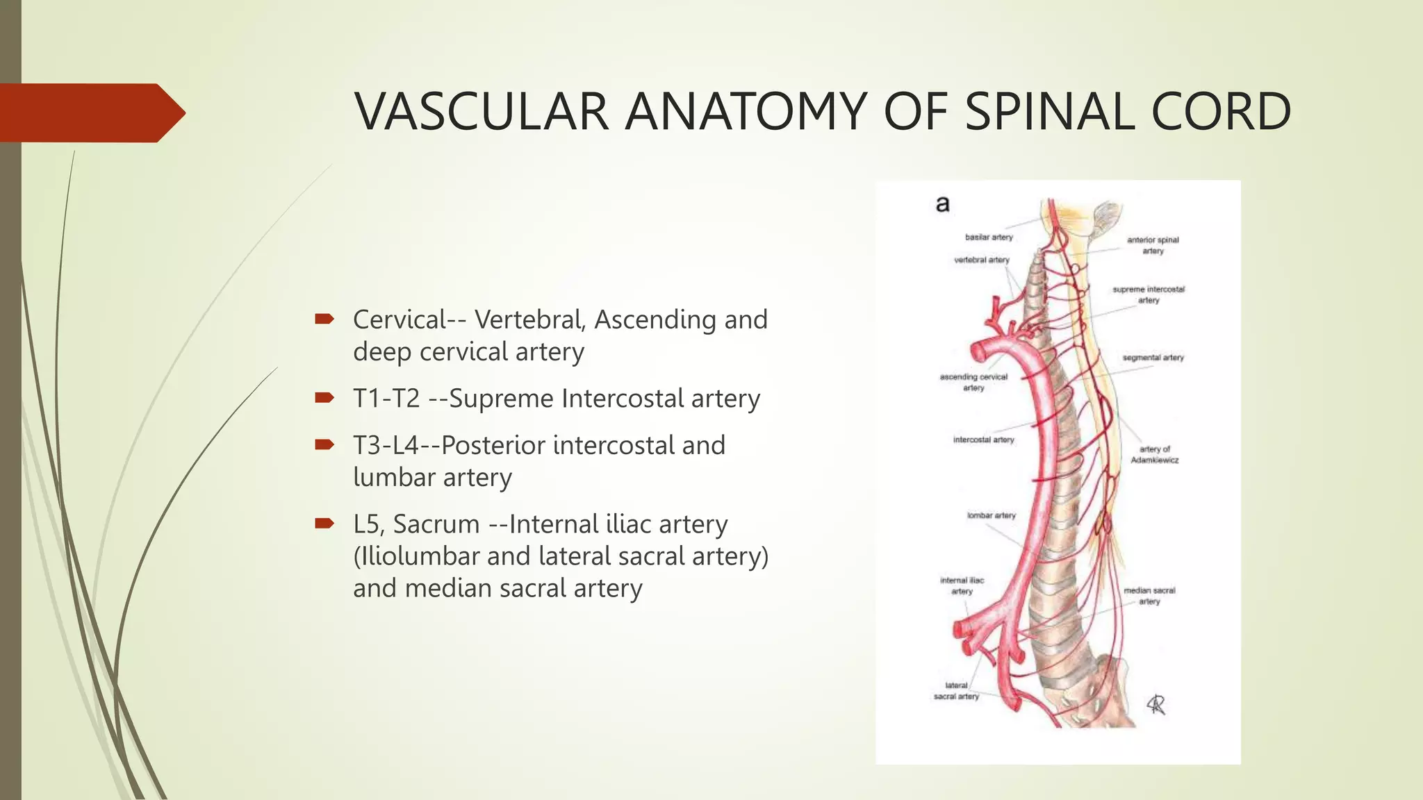 Spinal cord vascular syndrome.pptx
