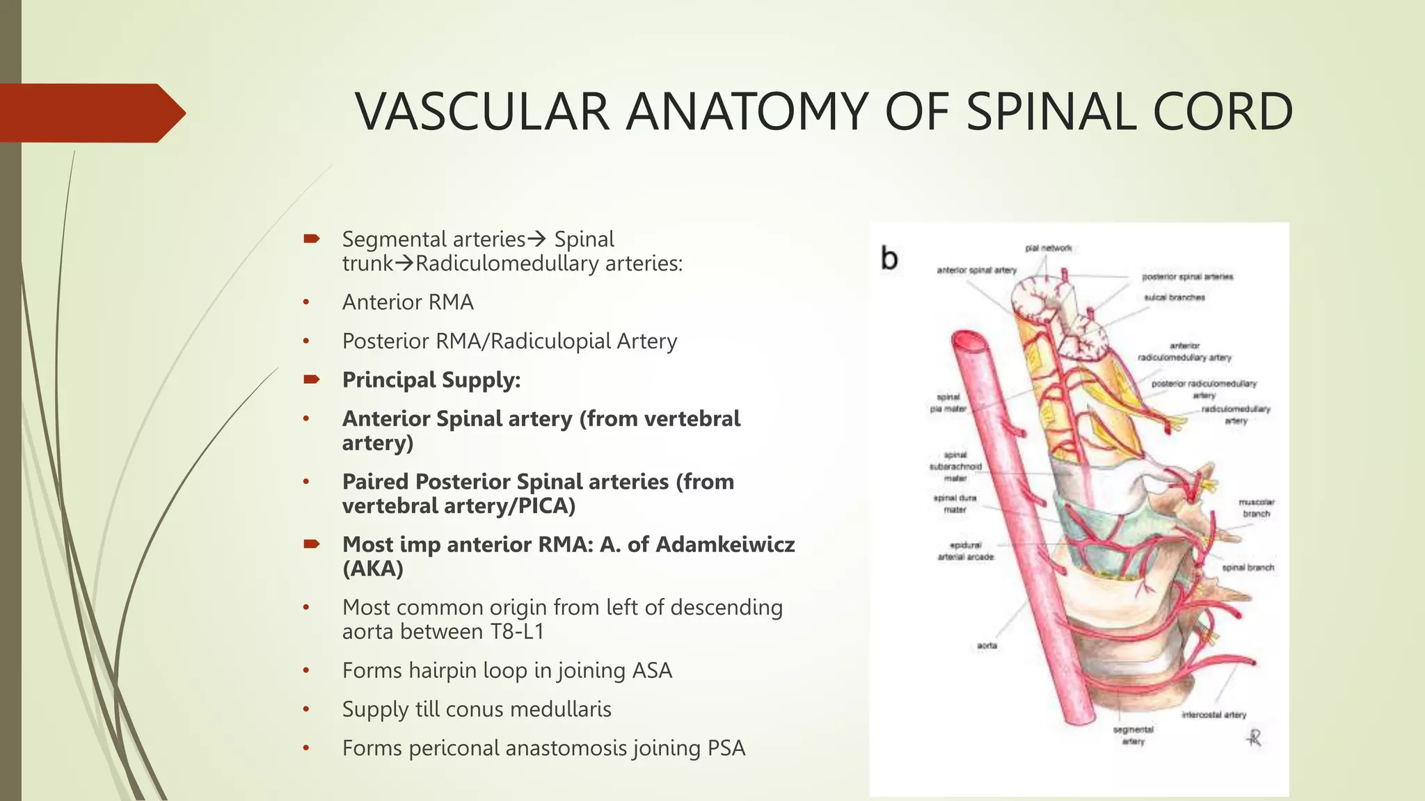 SPINAL CORD VASCULAR SYNDROME (1).pptx