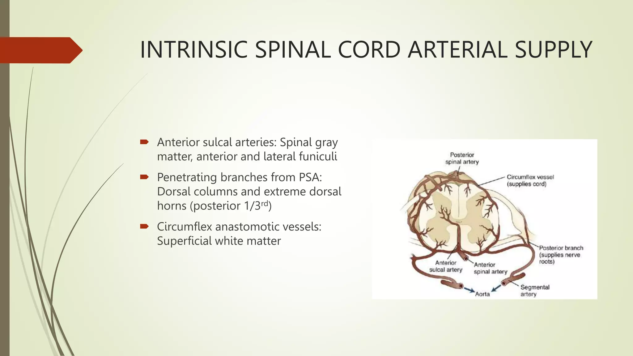 SPINAL CORD VASCULAR SYNDROME (1).pptx