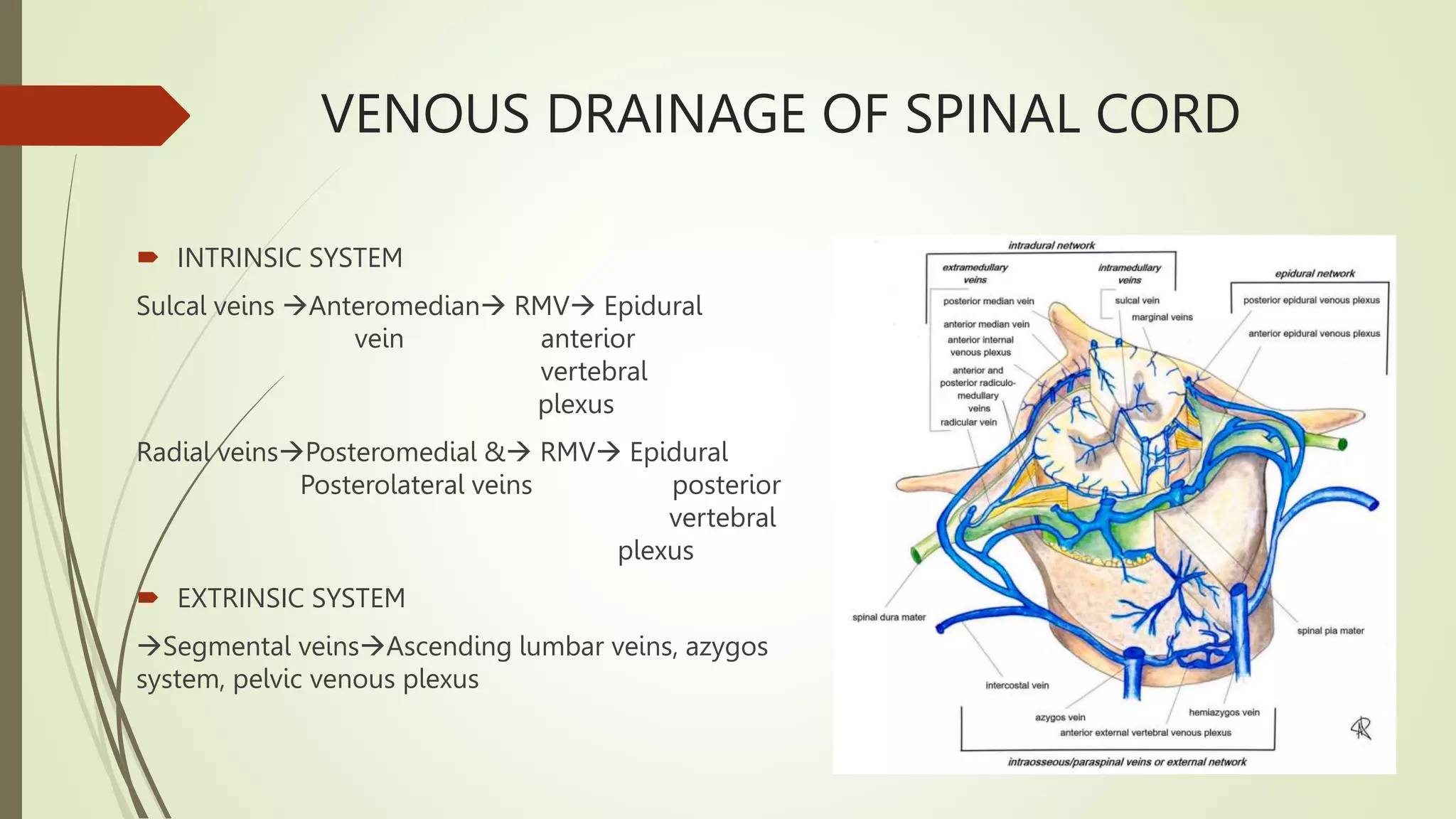 SPINAL CORD VASCULAR SYNDROME (1).pptx