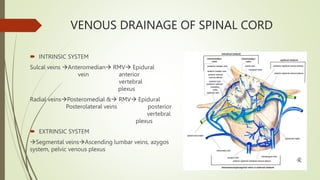 SPINAL CORD VASCULAR SYNDROME (1).pptx