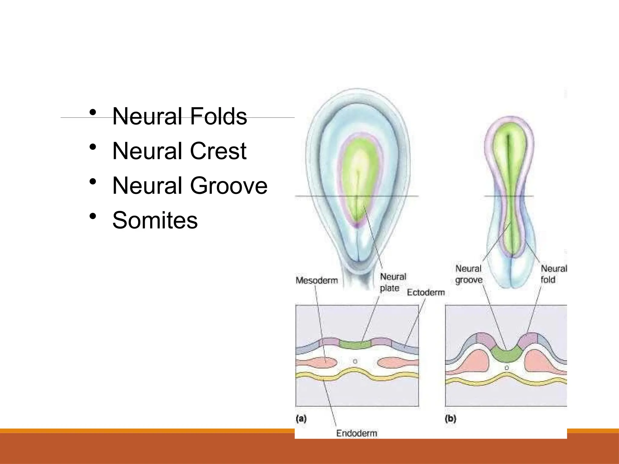 Spinal Dysraphism Embryology And Prsentation Pptx