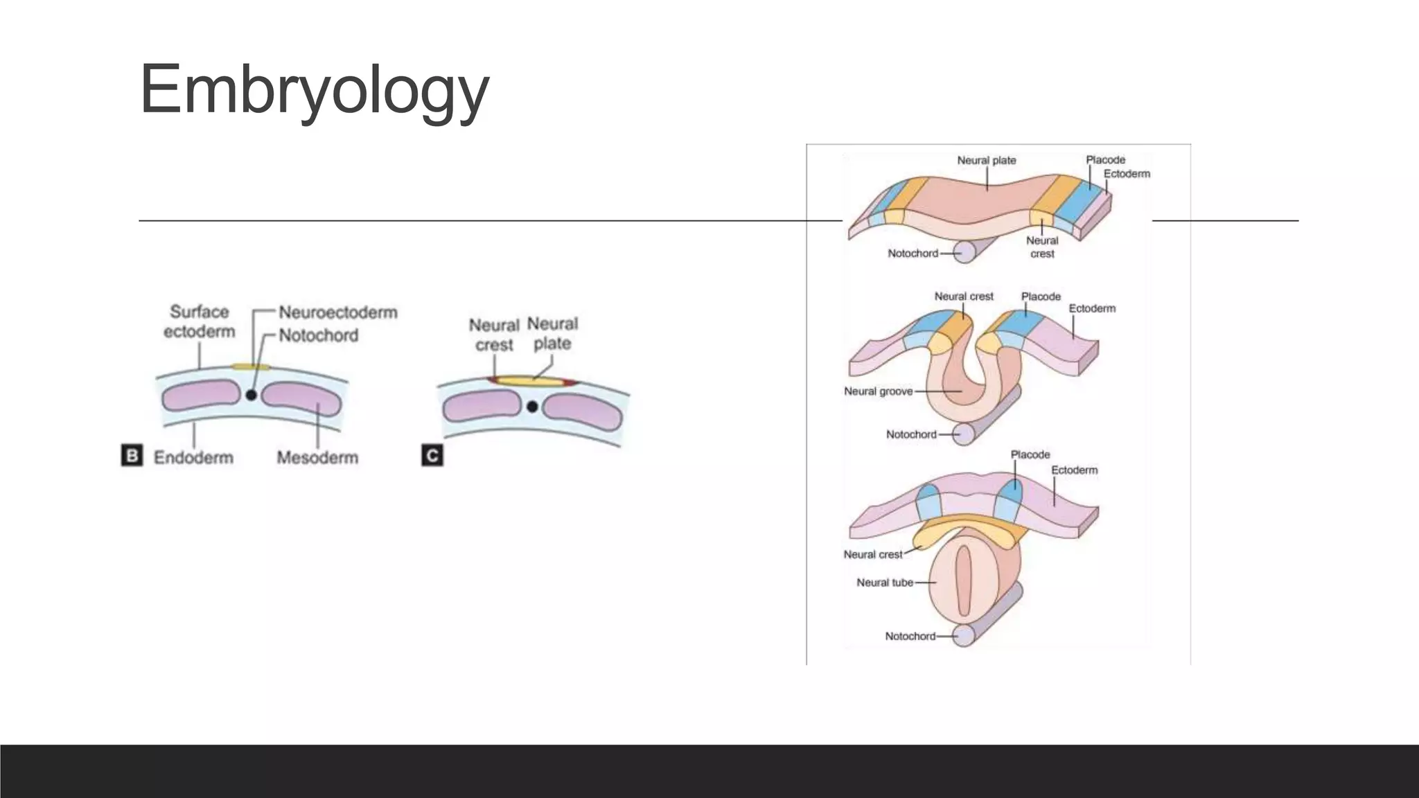 Spinal Dysraphism Vp Pptx
