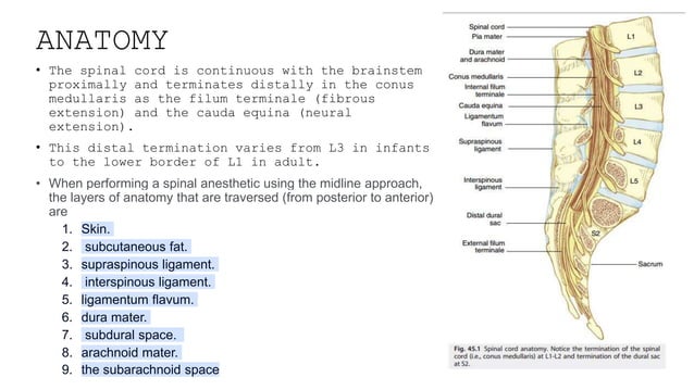SPINAL ED anesthesiology and Epidural.pptx