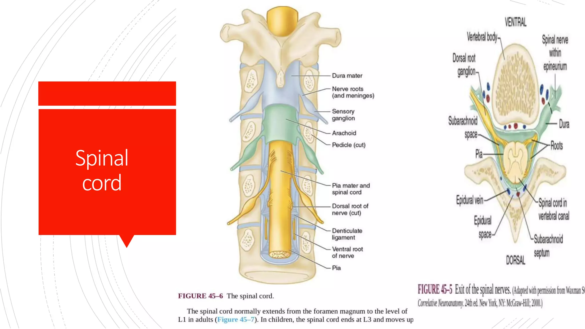 Neuraxial anaesthesia (Spinal, epdiural and caudal anesthesia) | PPTX