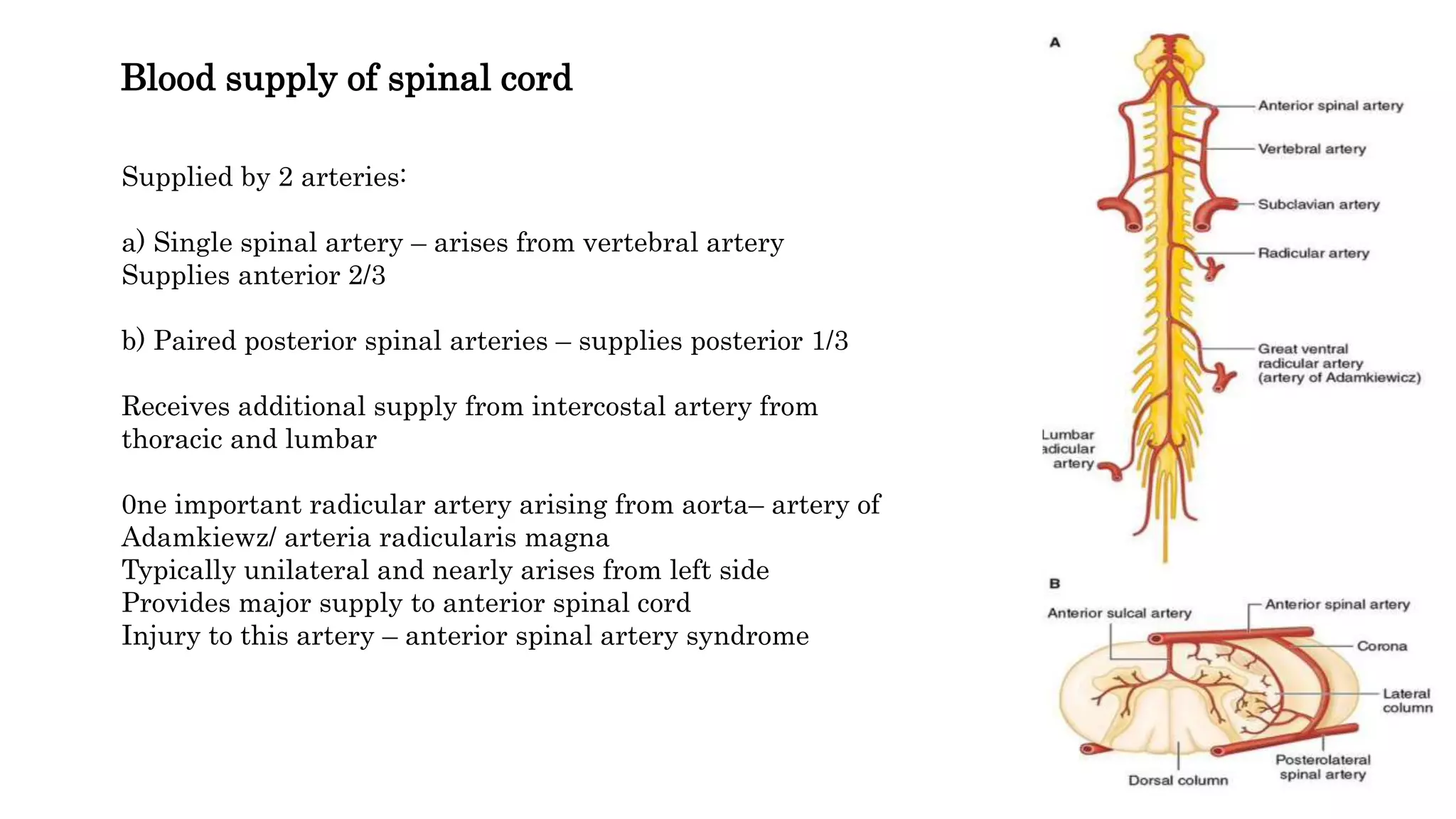 Neuraxial anaesthesia (Spinal, epdiural and caudal anesthesia) | PPTX