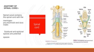 SPINAL EPIDURALjshshdjdkdhdbdkdjhdsnd1.pptx