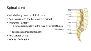 SPINAL , EPIDURAL , CAUDAL ANESTHESIA.pptx