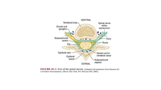 SPINAL , EPIDURAL , CAUDAL ANESTHESIA.pptx