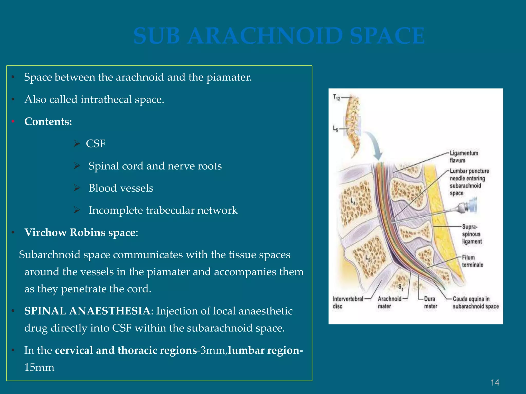 Spinal epidural | PPTX