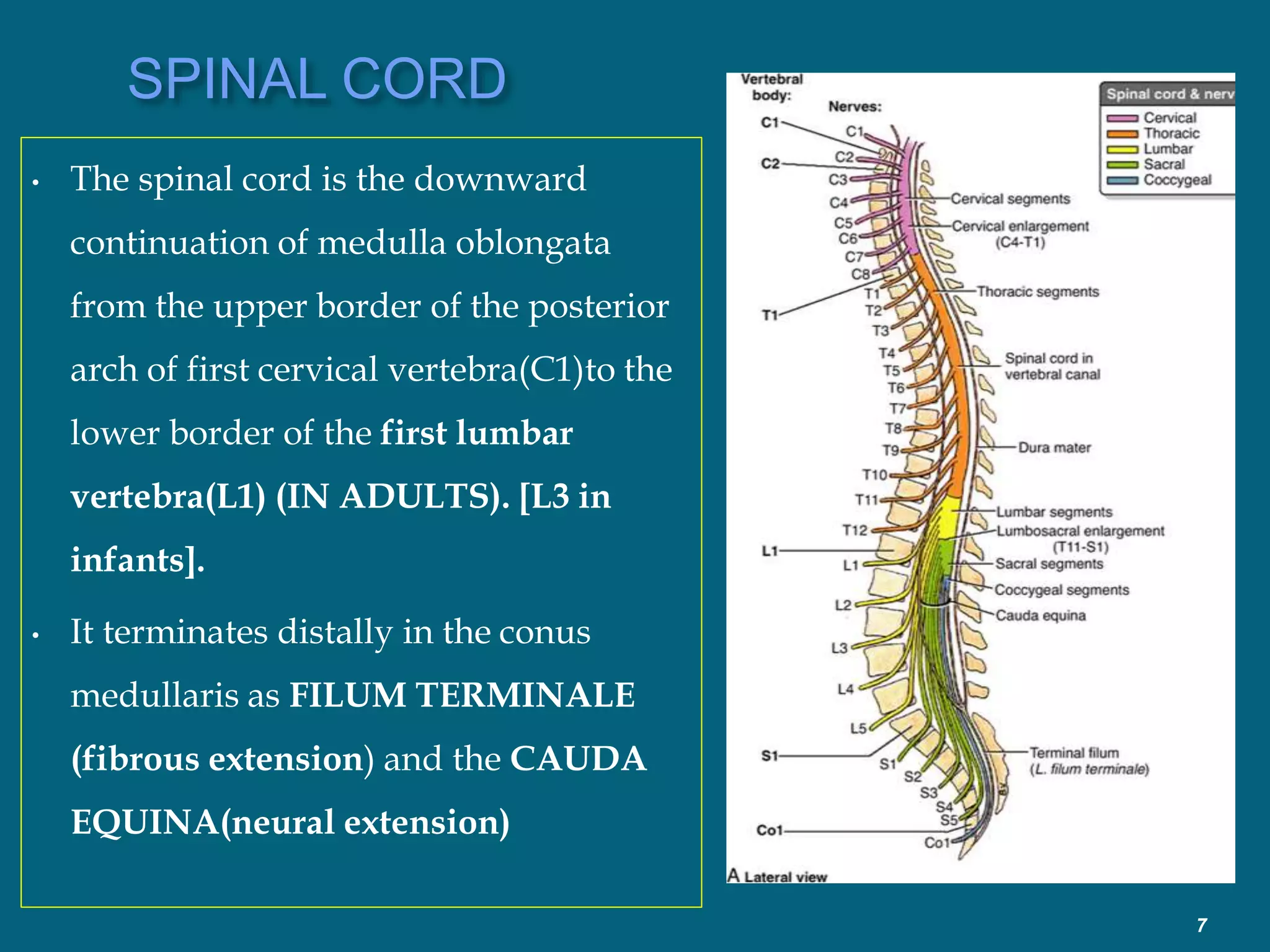 Spinal epidural | PPTX