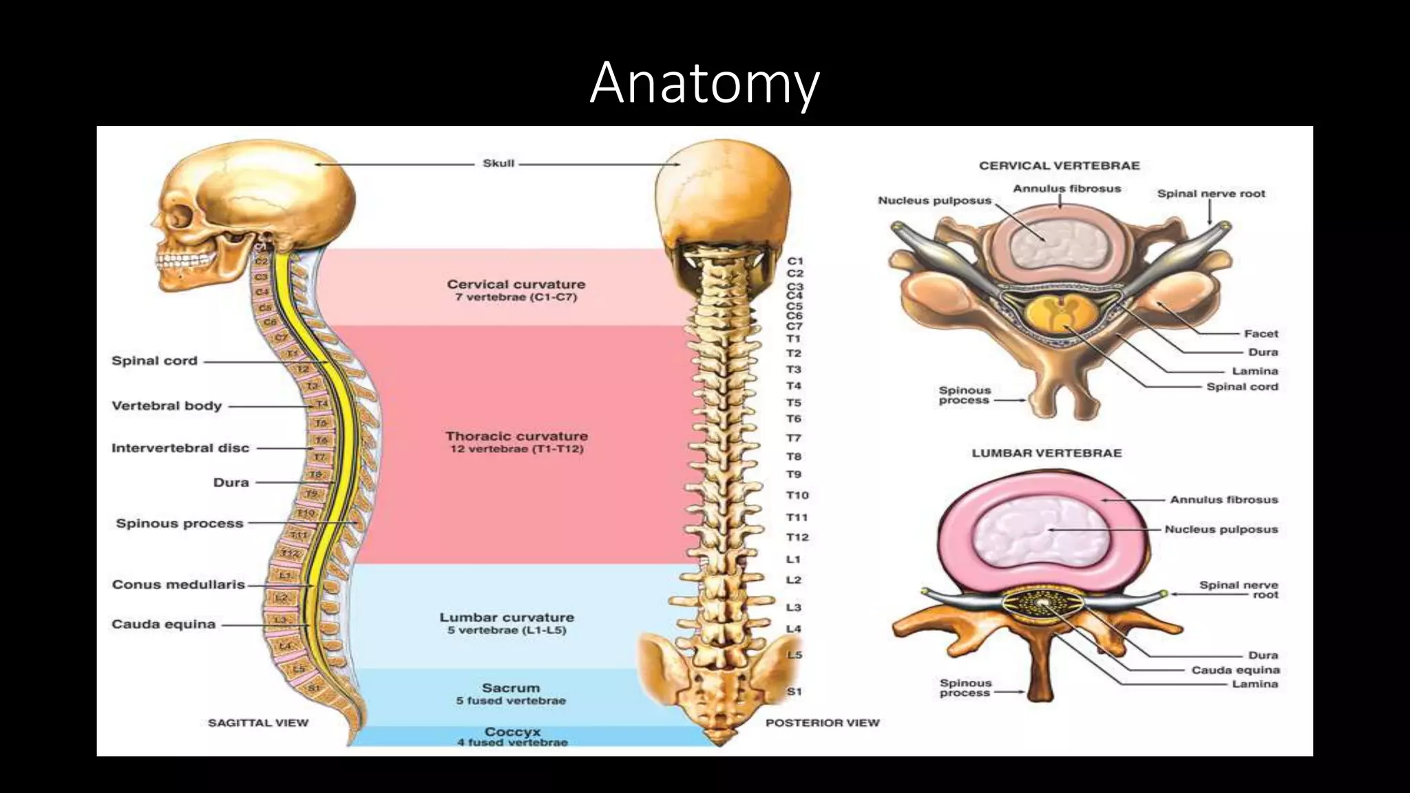 Spinal fractures classification - Core Surgical Trainees' teaching | PPTX