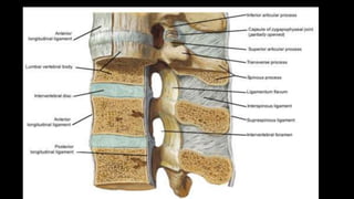 Spinal fractures classification - Core Surgical Trainees' teaching | PPTX