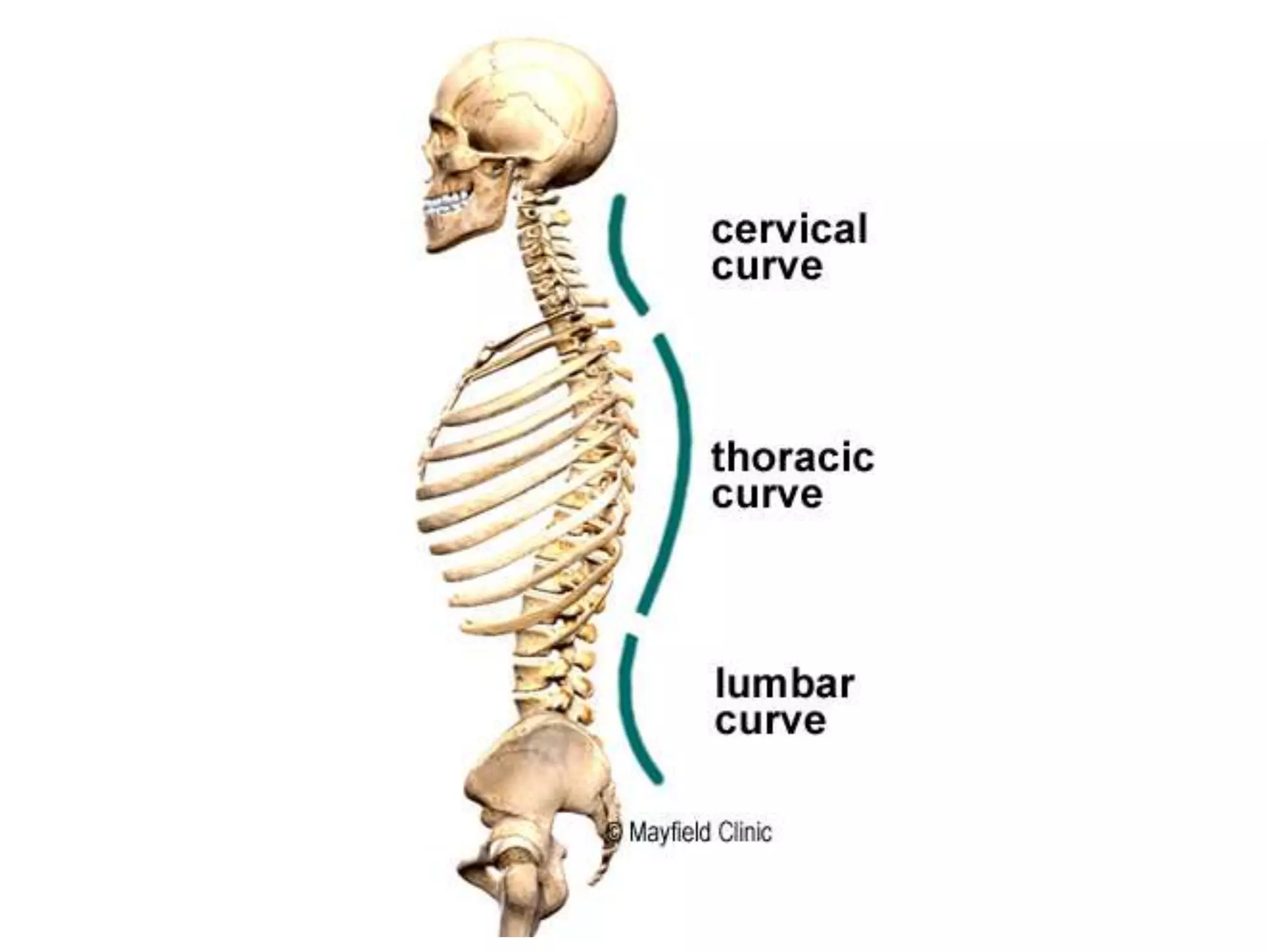 Spinal Health: A Presentation About Spinal Hygiene and How to Take Care ...