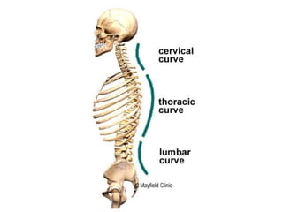 Spinal Health: A Presentation About Spinal Hygiene and How to Take Care ...