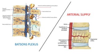 Spinal infections | PPTX
