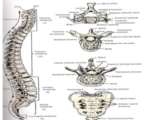 Spinal Injuries-a guide into the key concepts of spinal injuries | PPTX