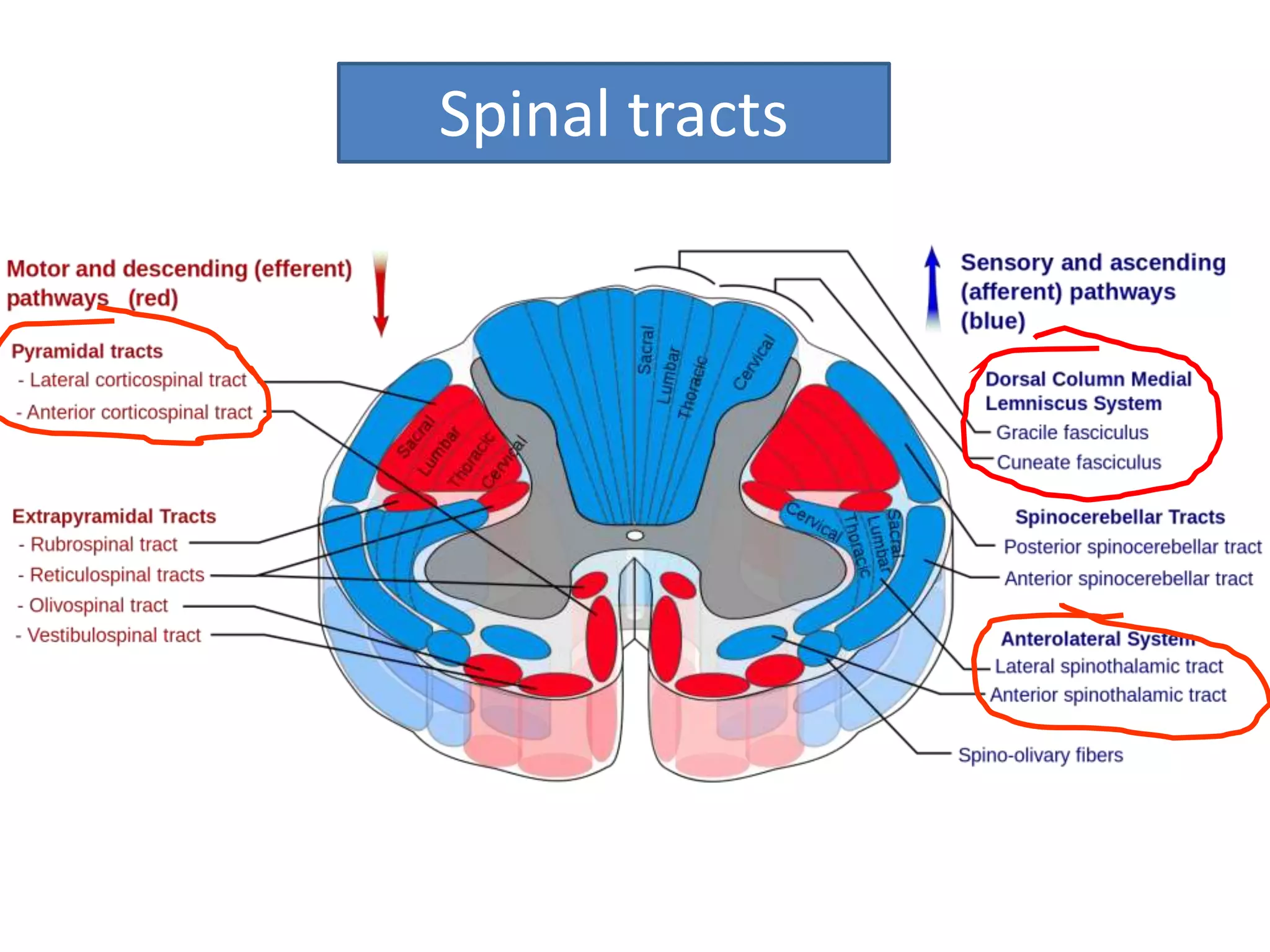 Spinal injuries1 | PPTX
