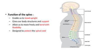 SPINAL INJURies S yr519 24420200987.pptx