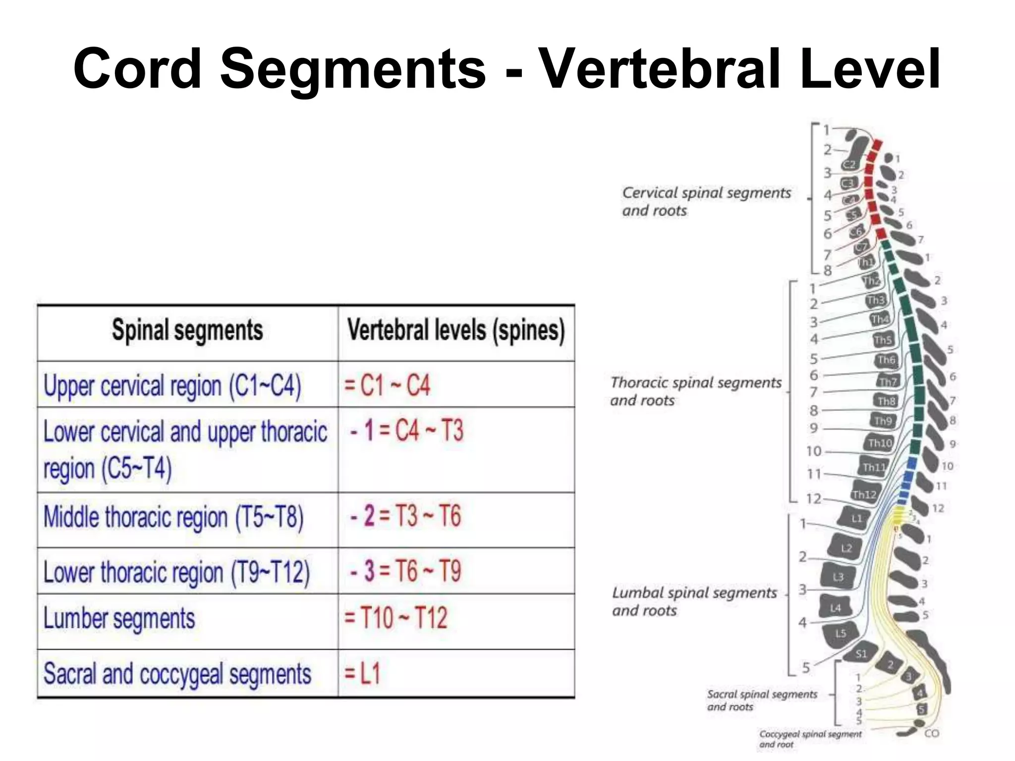 Spinal Injury Trauma.pptx