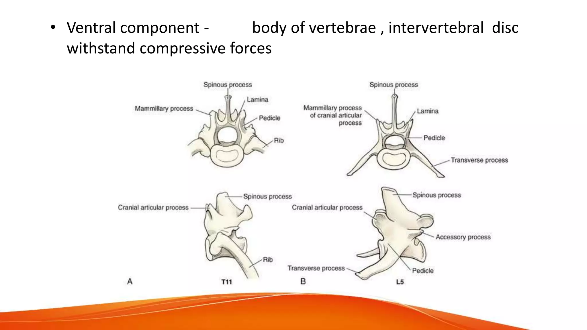 spinal instability...pptx