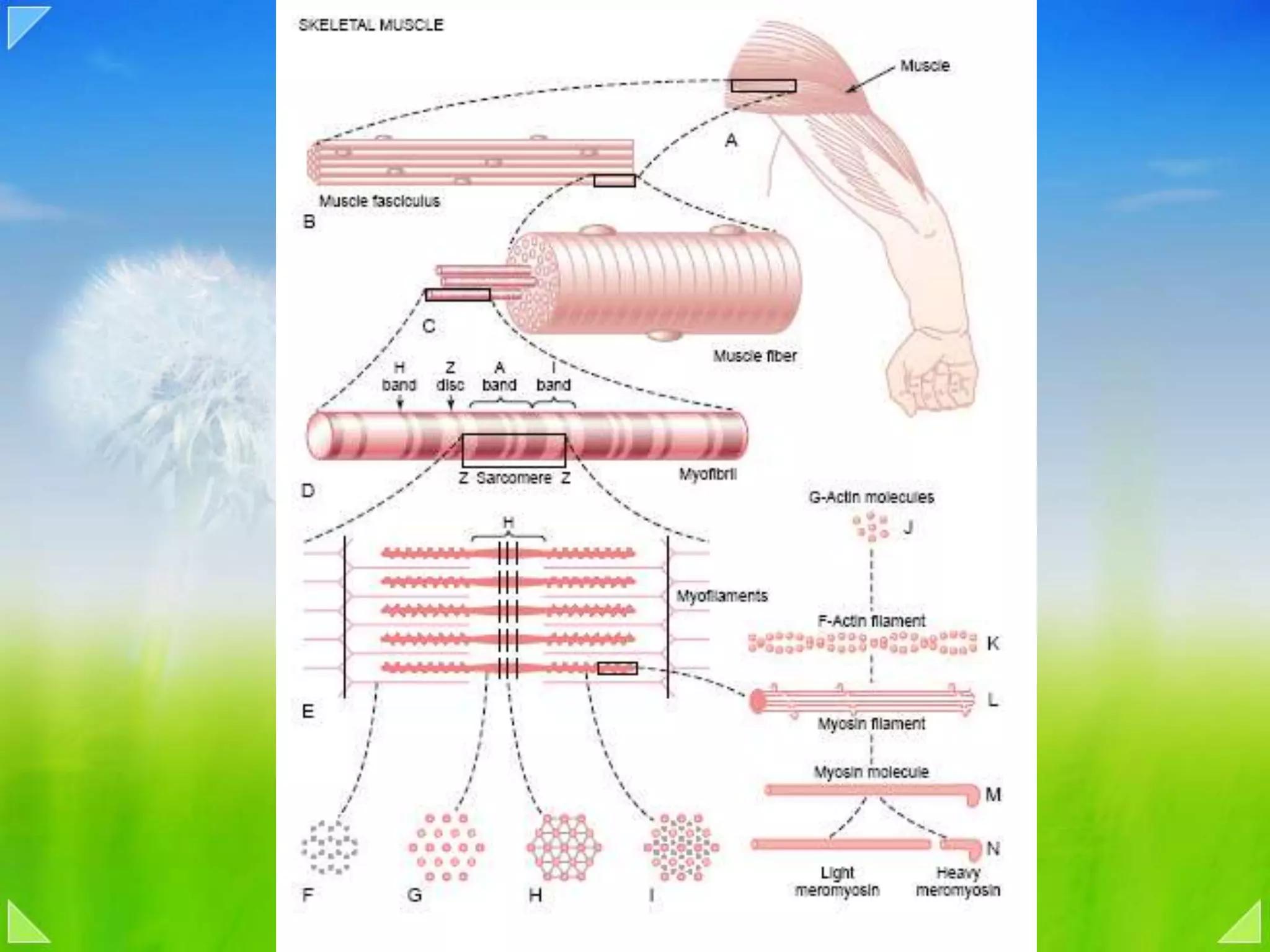 Spinal motor system reflex locomotion | PPTX