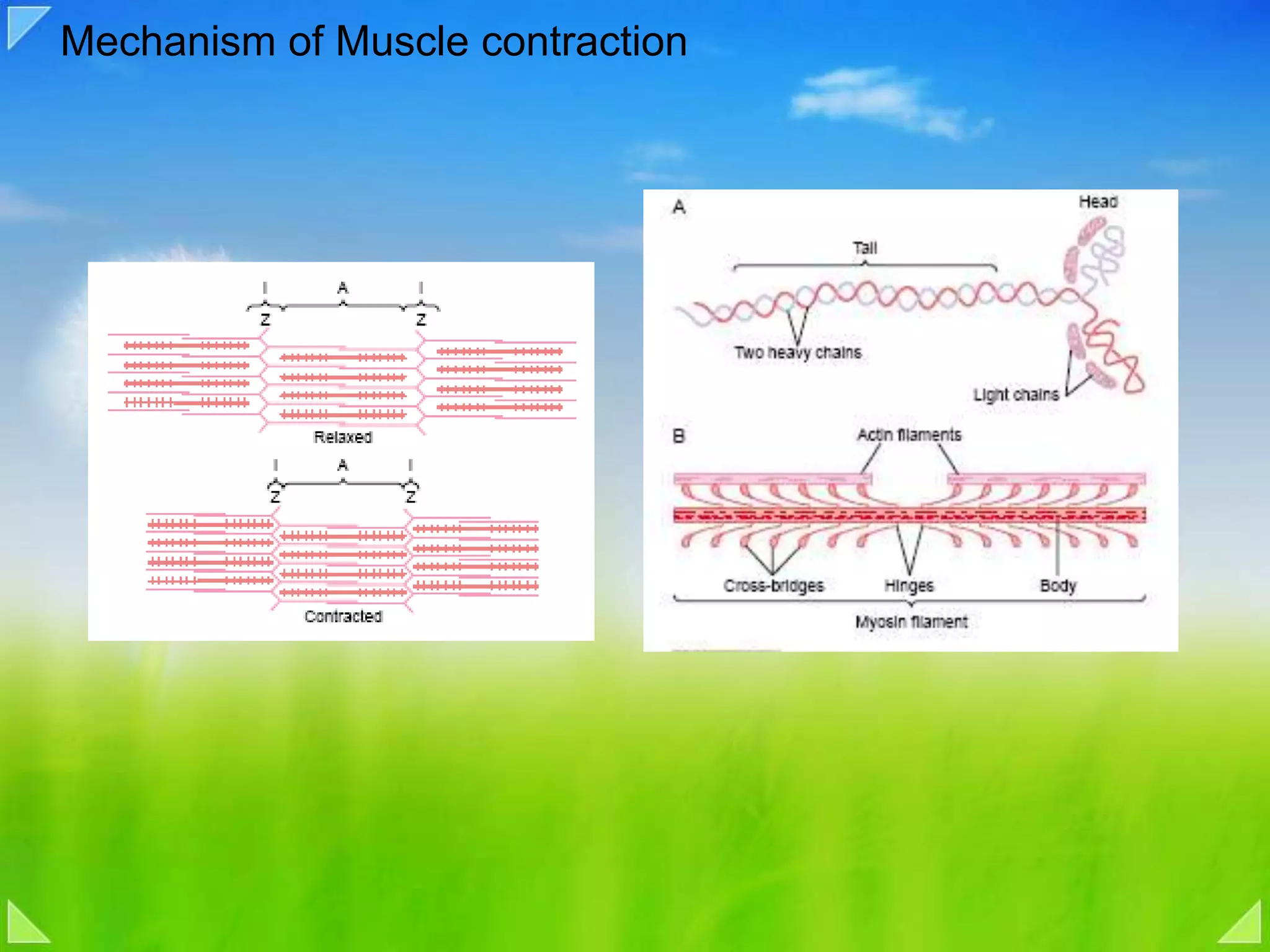 Spinal motor system reflex locomotion | PPTX