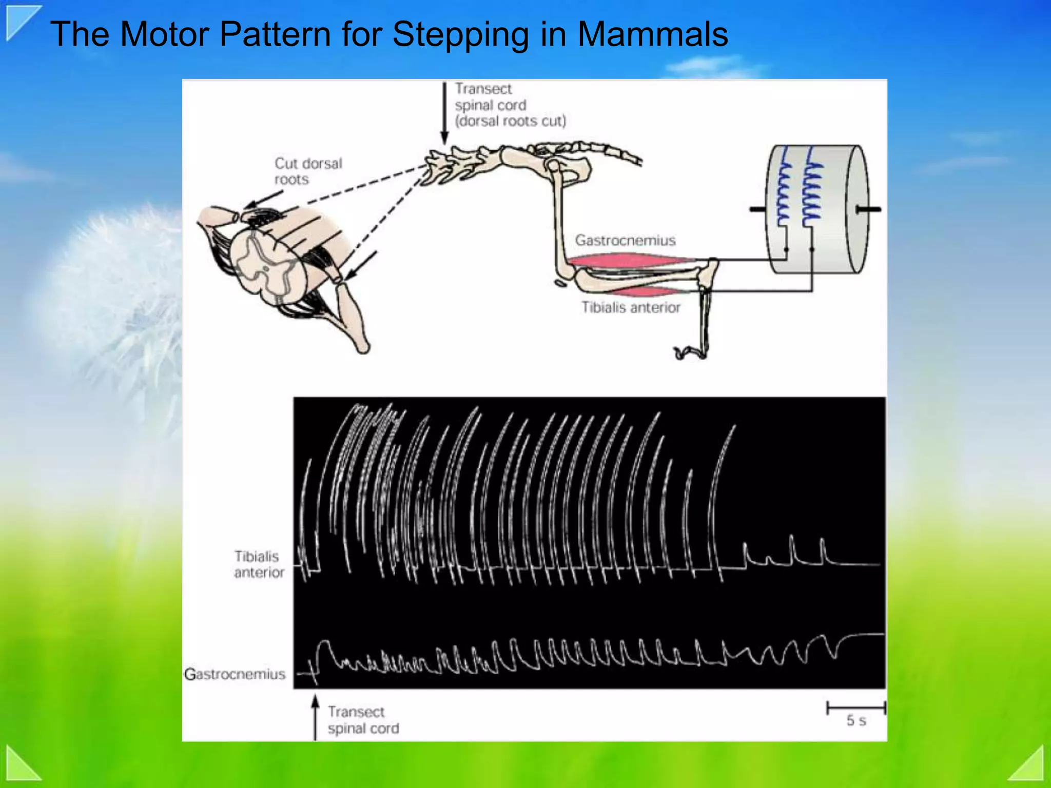 Spinal motor system reflex locomotion | PPTX