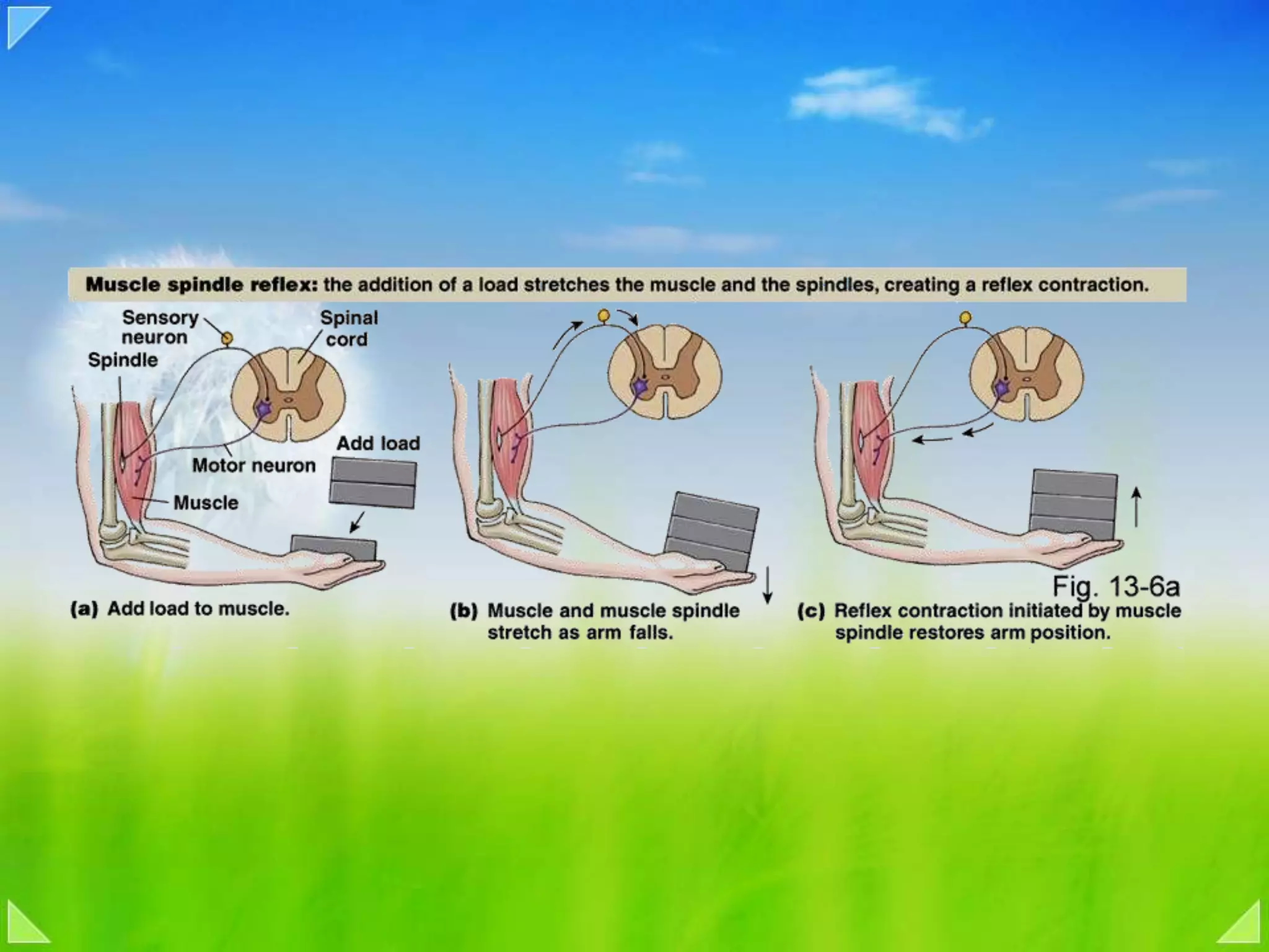 Spinal motor system reflex locomotion | PPTX