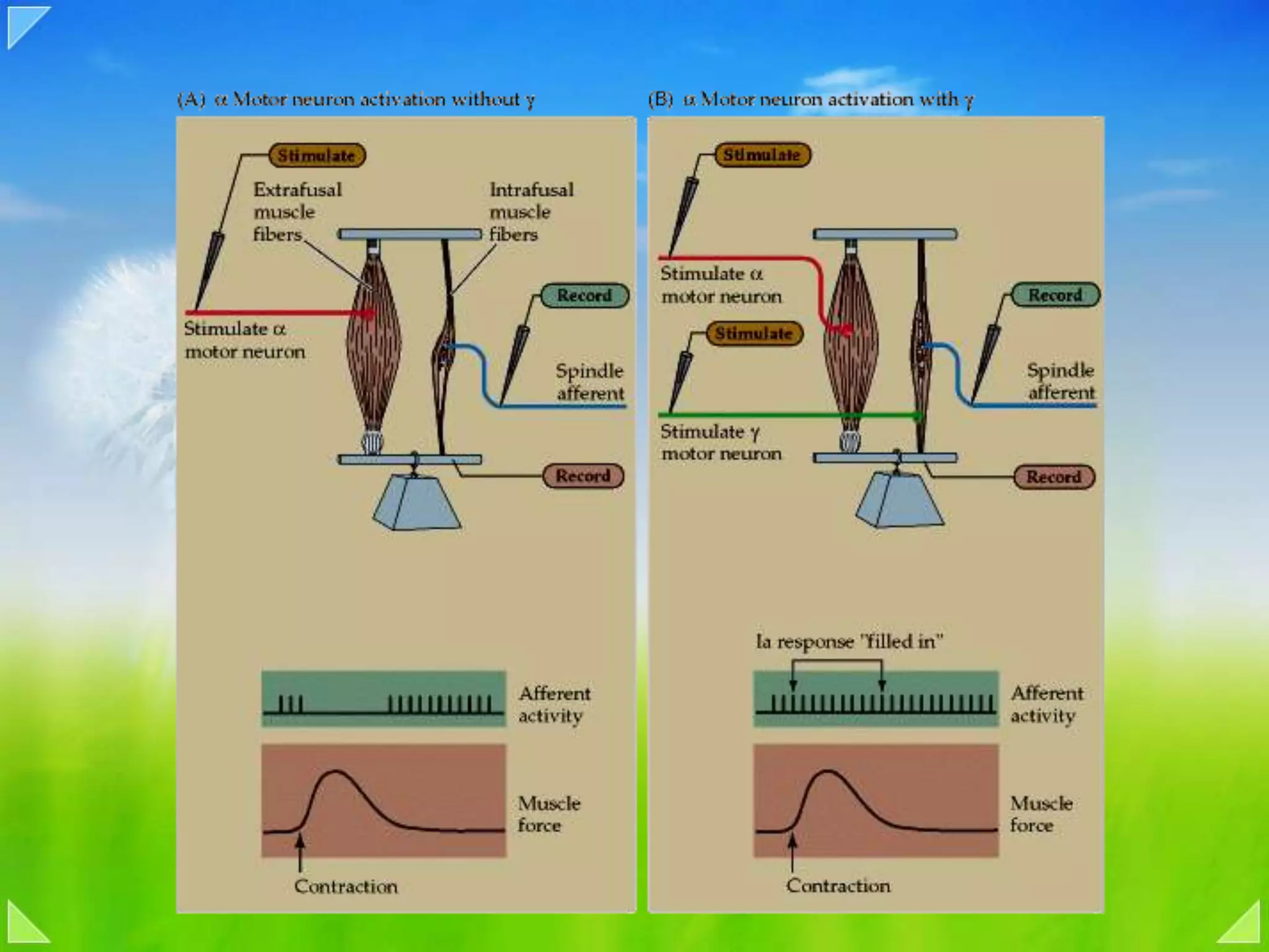 Spinal motor system reflex locomotion | PPTX