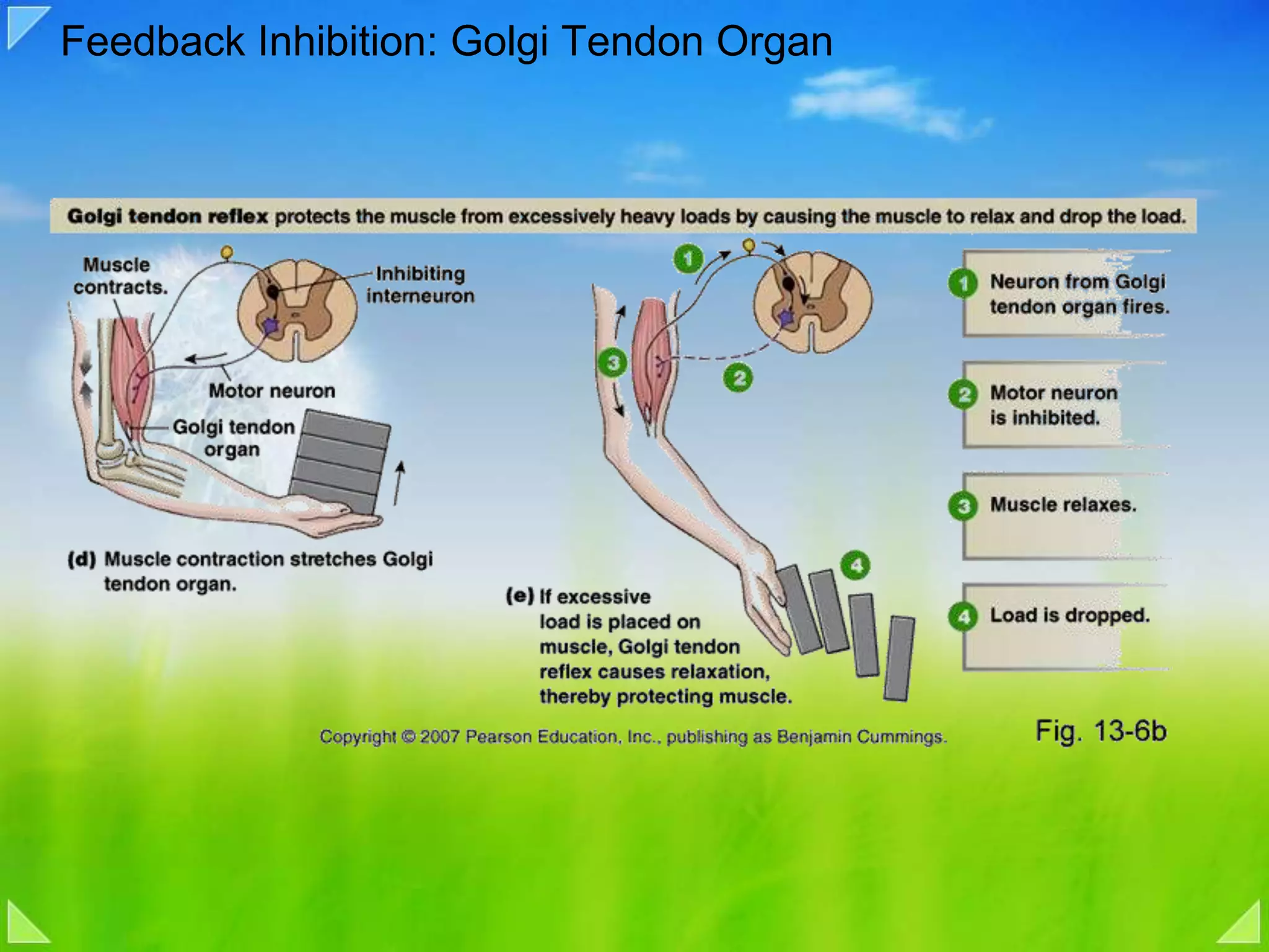 Spinal motor system reflex locomotion | PPTX