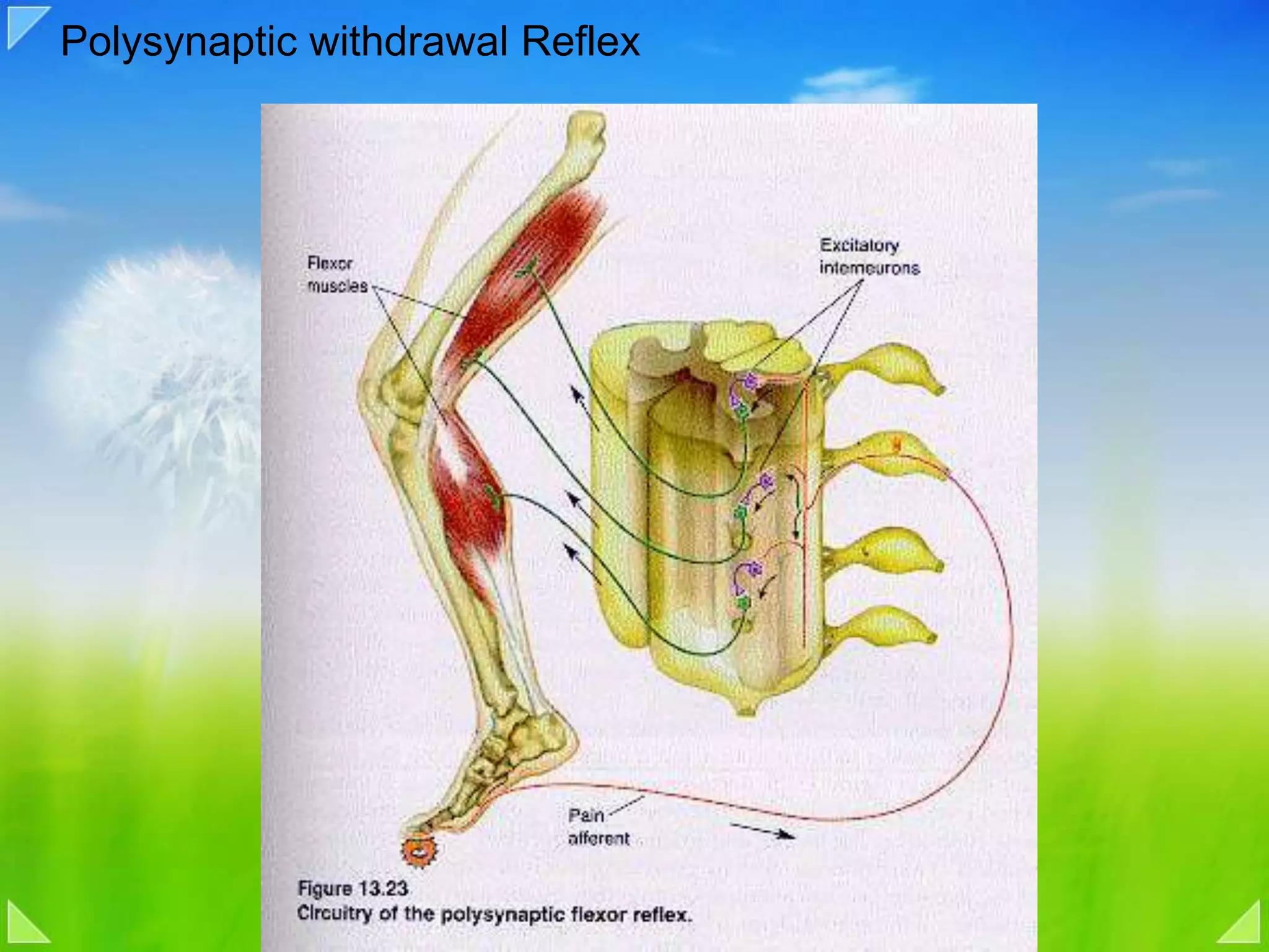 Spinal motor system reflex locomotion | PPTX