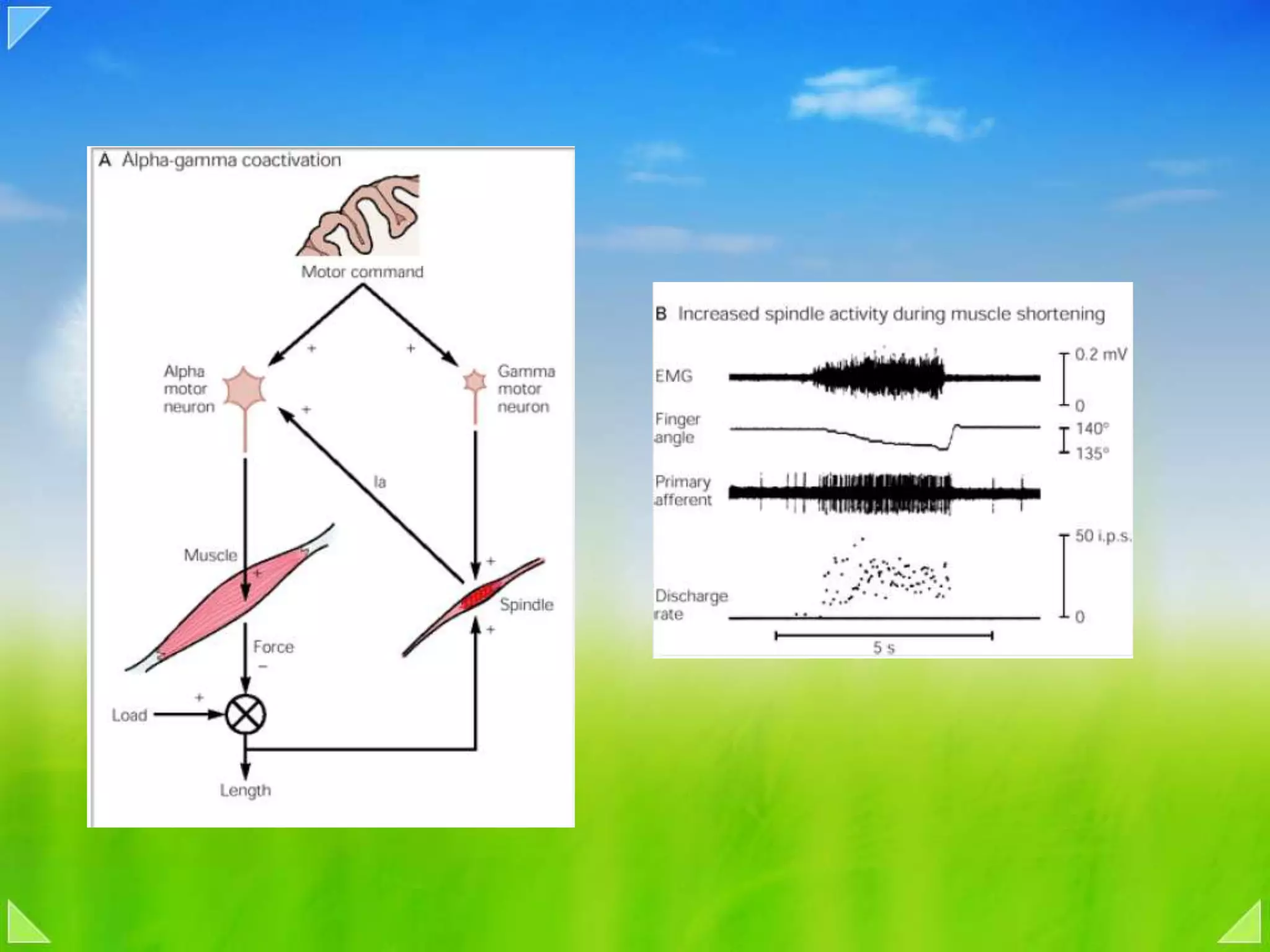 Spinal motor system reflex locomotion | PPTX
