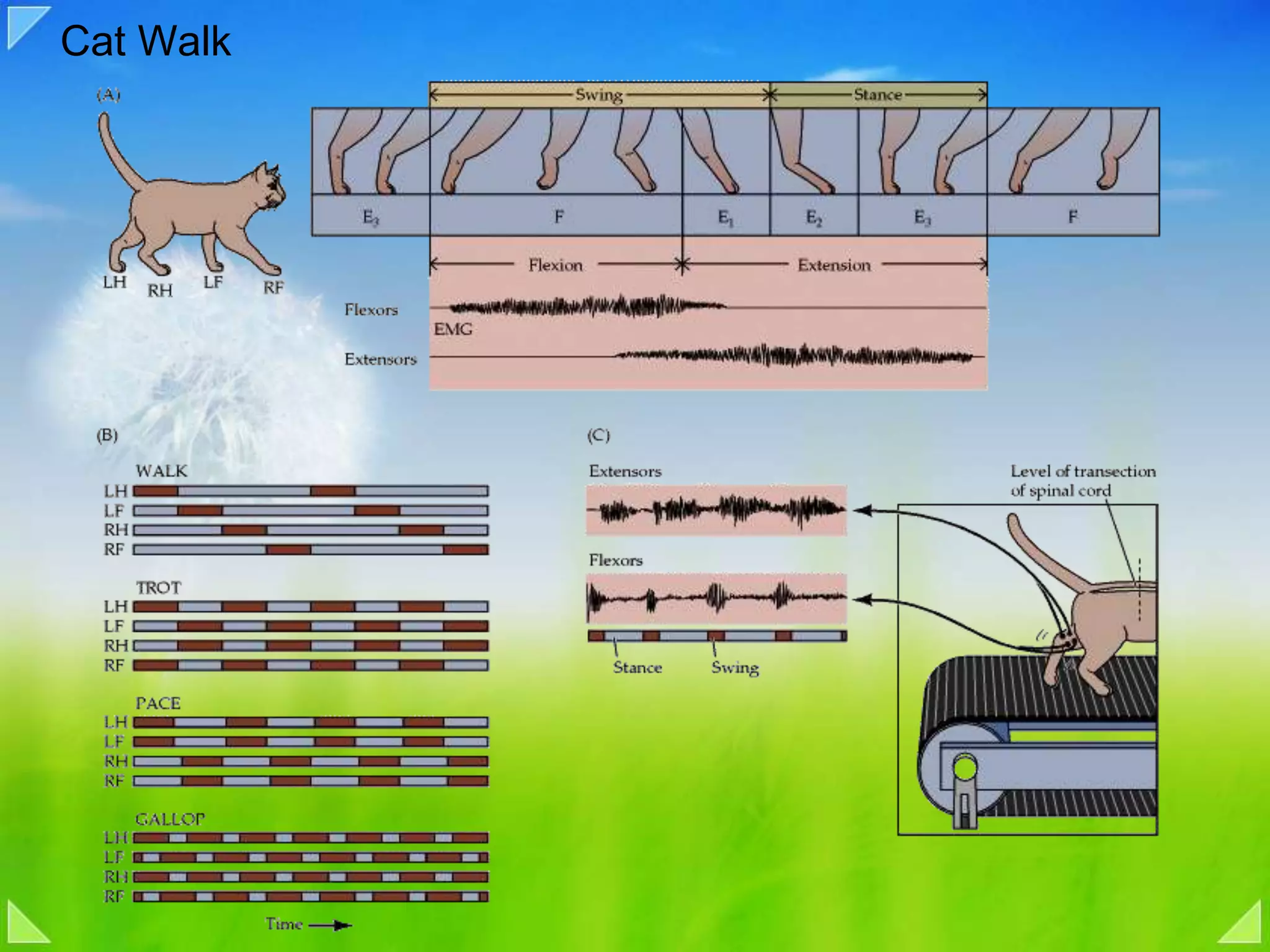 Spinal motor system reflex locomotion | PPTX