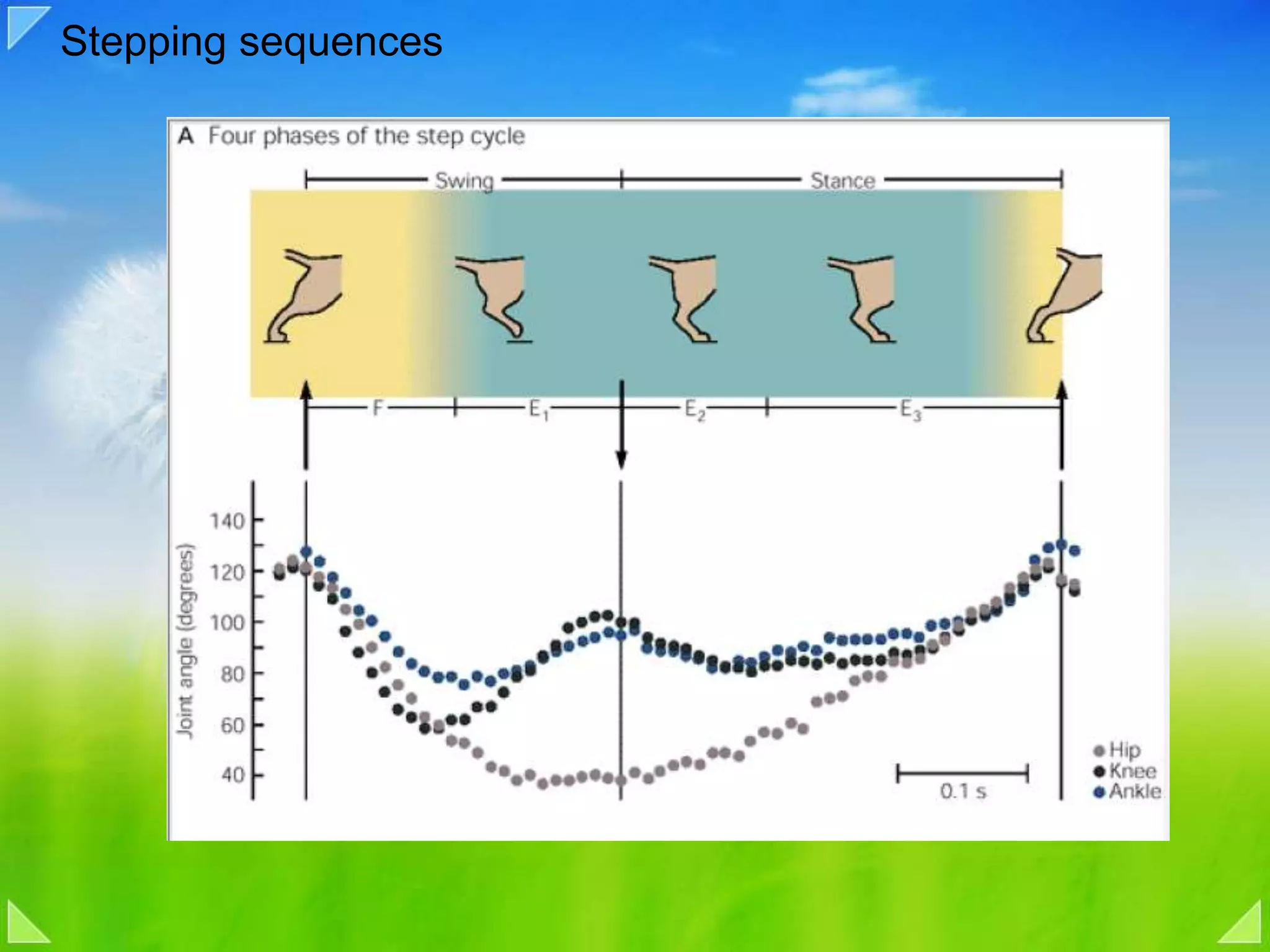 Spinal motor system reflex locomotion | PPTX