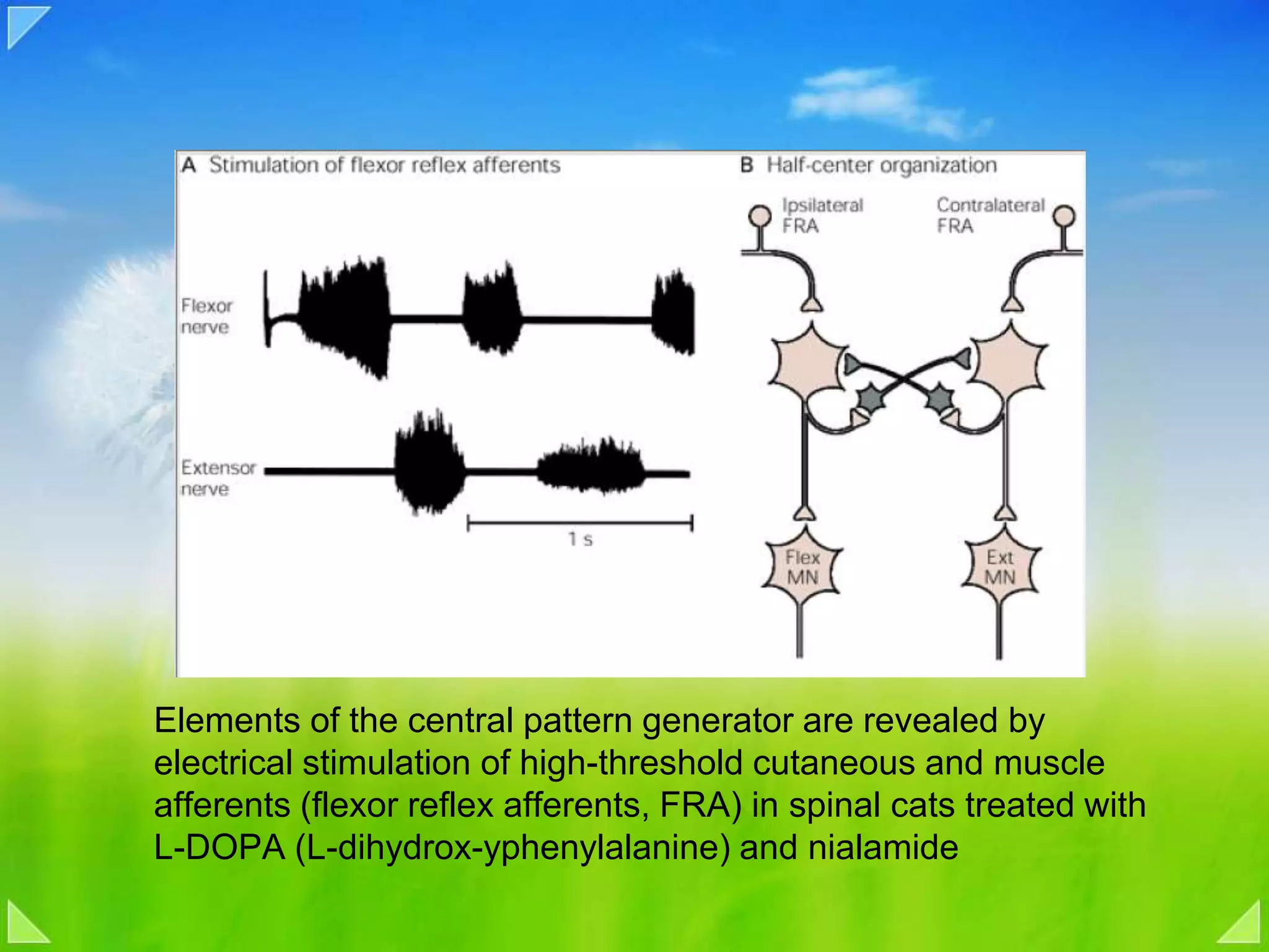 Spinal motor system reflex locomotion | PPTX